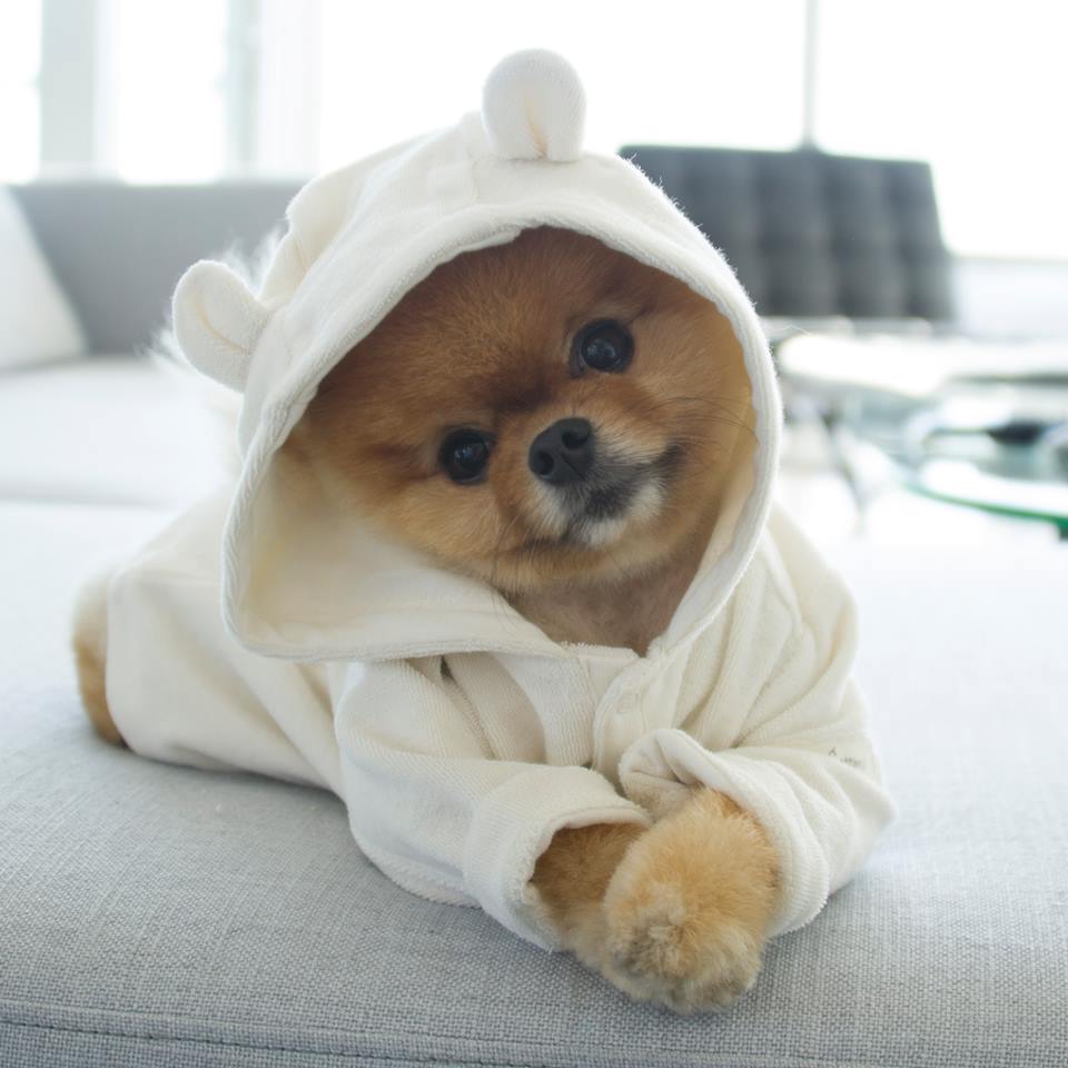 Here's Why Jiff The Pomeranian Is The Cutest Foodie In The World ...
