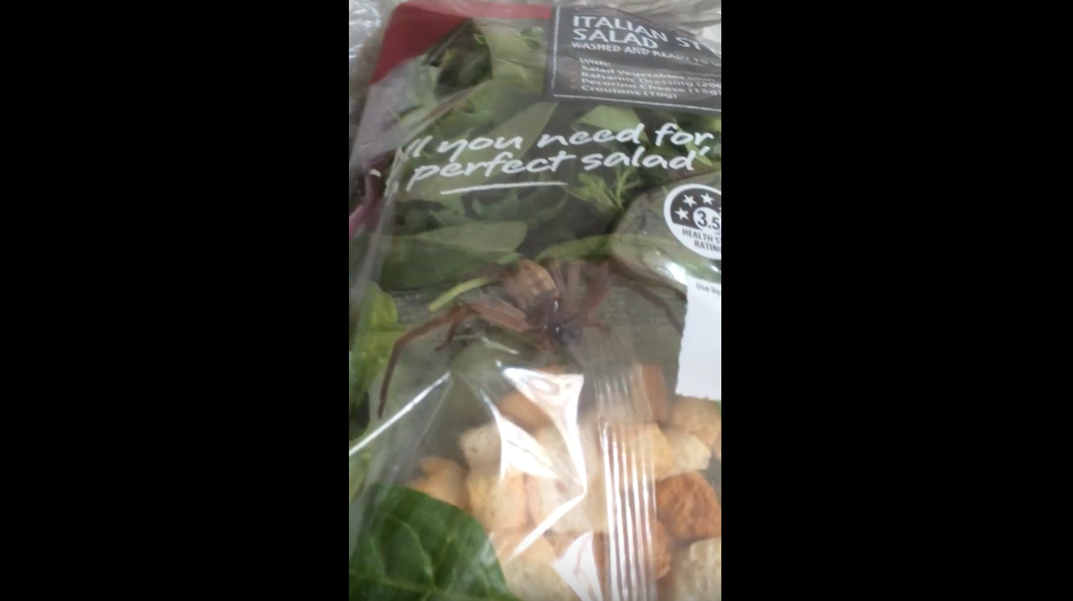 Giant Spider Found Kickin' It Inside Pre-Packaged Salad Mix - Foodbeast
