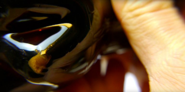 Watch What Happens To A Tooth When Left Inside A Coke Bottle For A Week ...