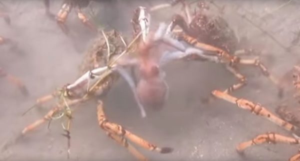 Watching Hundreds Of Spider Crabs Tear Apart An Octopus Is Terrifying ...