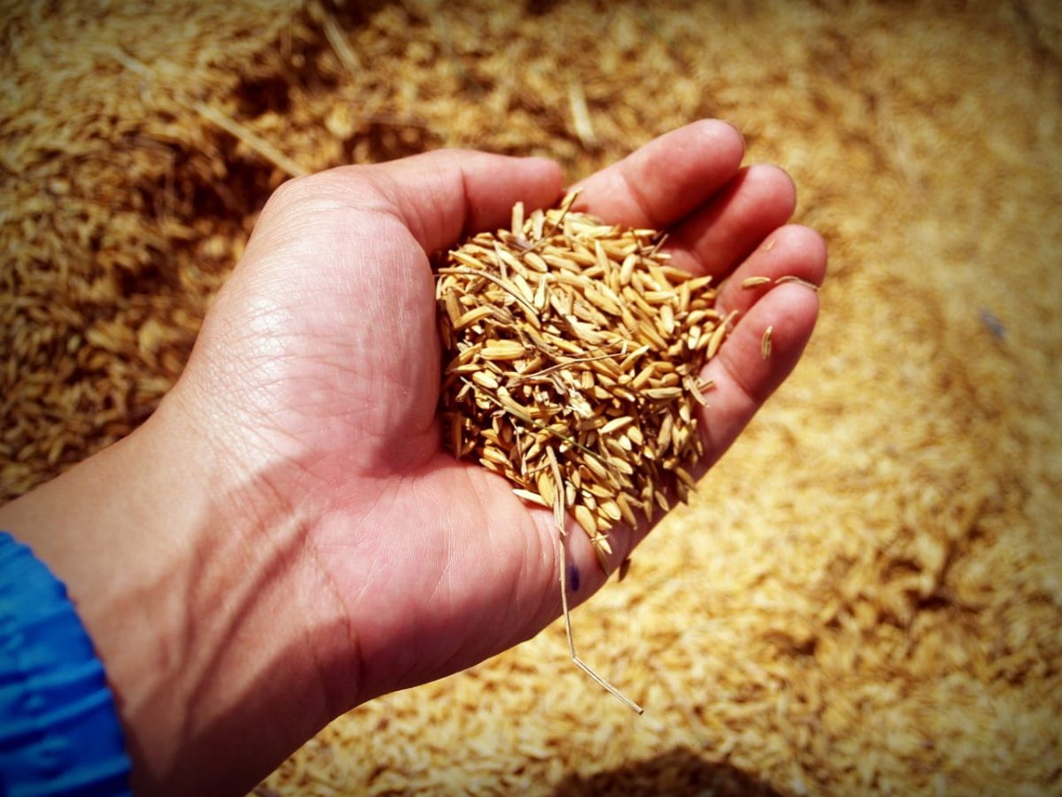 China Commercializes Salt-Tolerant Rice As Powerful New Weapon Against ...