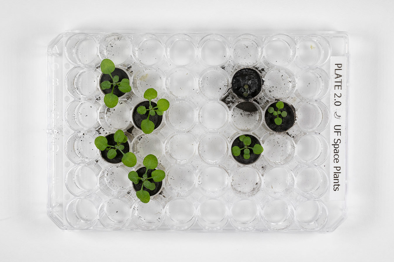 NASA-Funded Breakthrough Grows Plants Using Lunar Soil from the Moon