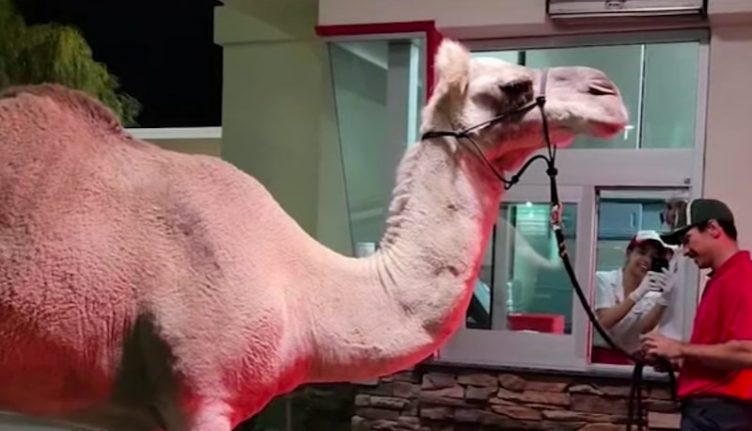 Man Takes Camel To an In-N-Out Drive-Thru For Fries – Foodbeast