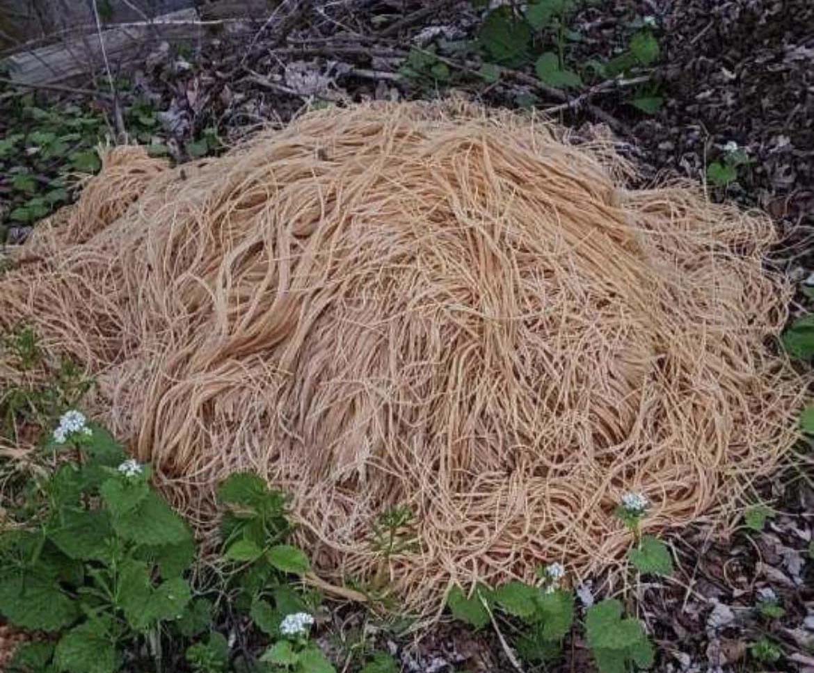 Mystery Person That Dumped 500 Pounds Of Uncooked Pasta On A Jersey ...