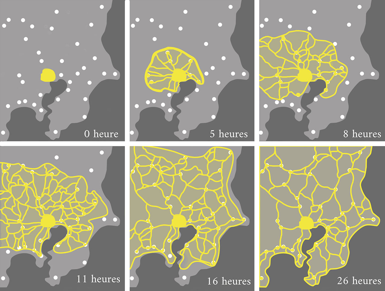 How Japan Used Oats And Mold To Make Its Subway System More Efficient